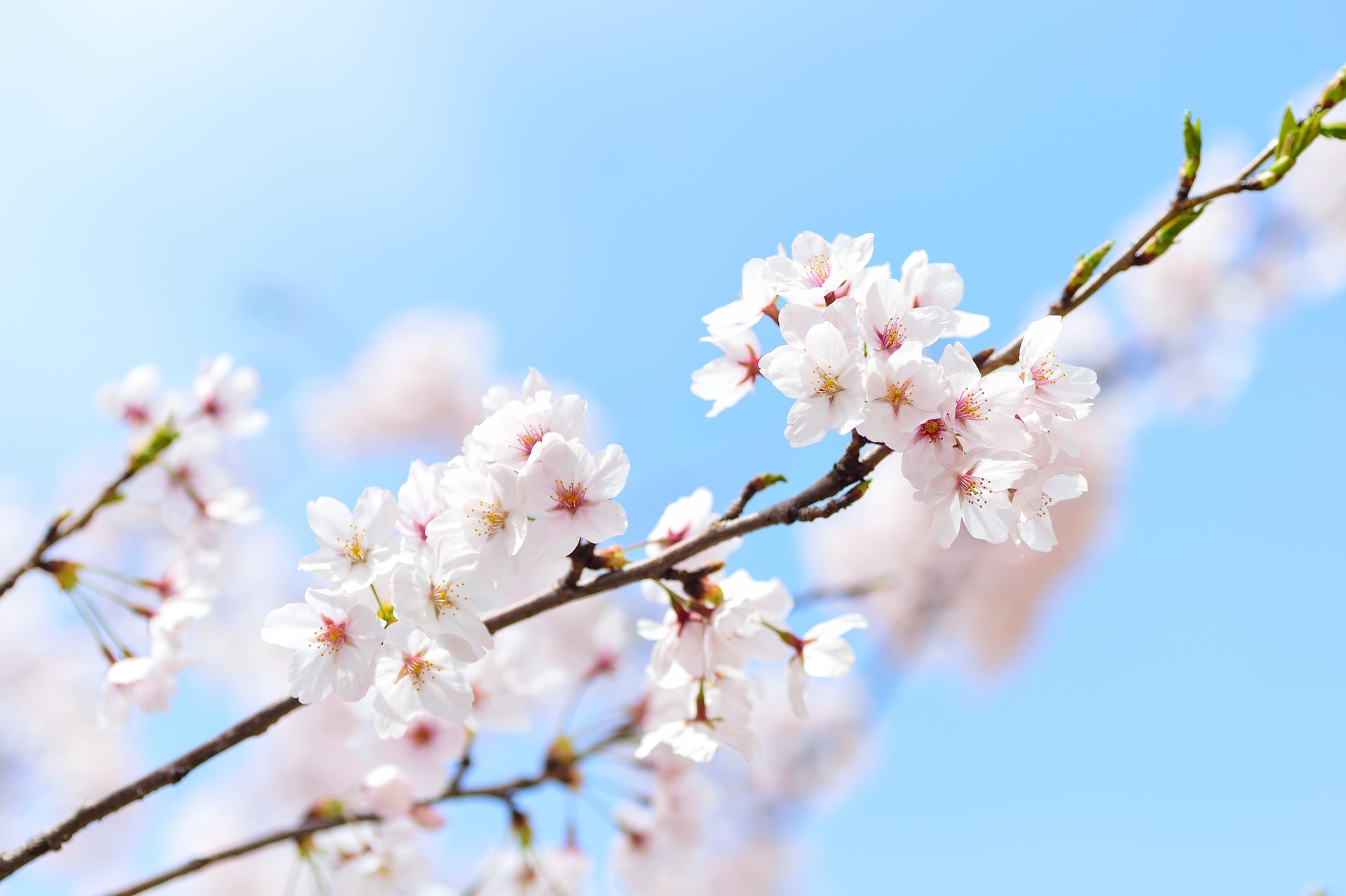 “Maximizing Your Retirement Benefits in Japan: Navigating the Lump-sum ...